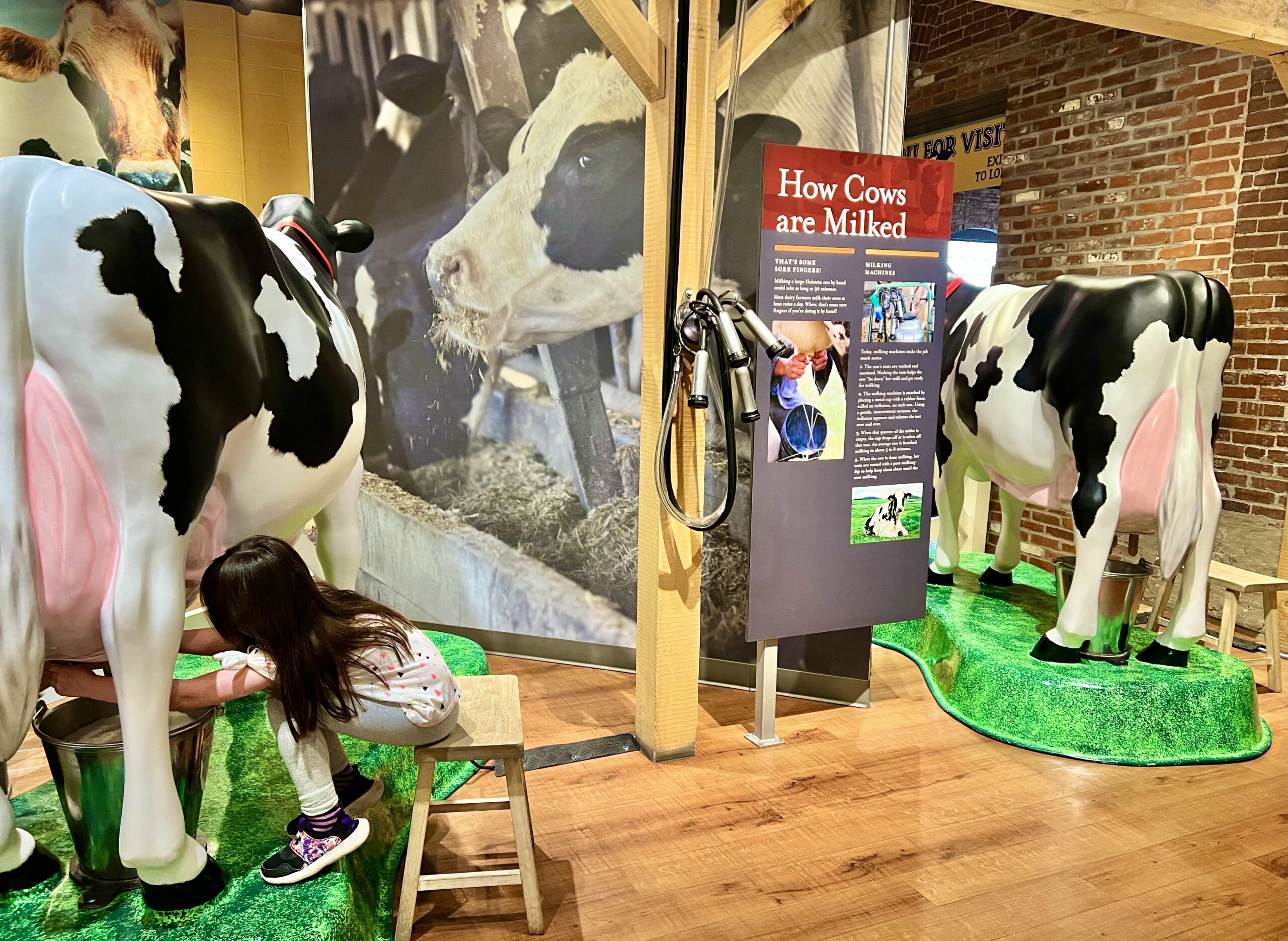 Turkey Hill Experience Cows - Been There Done That with Kids