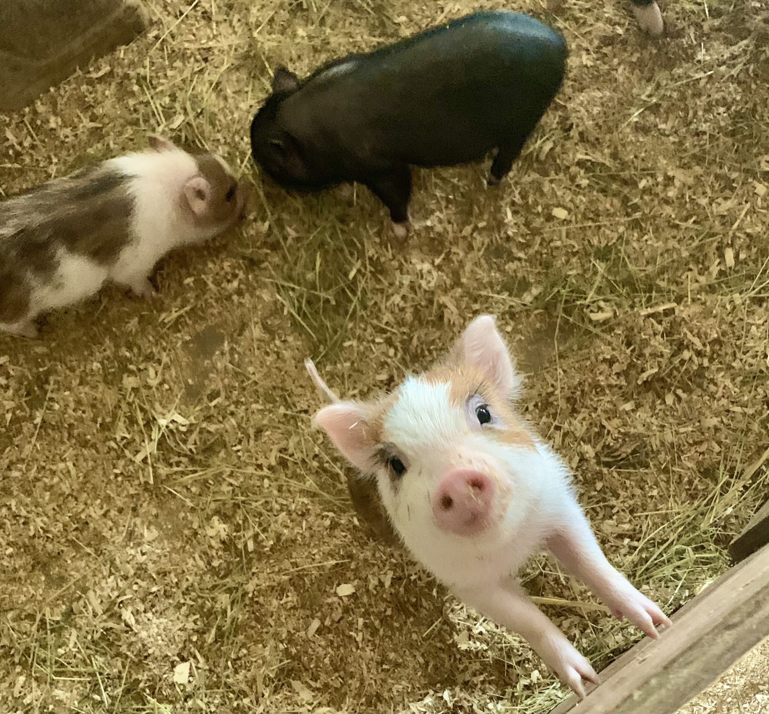 Old Windmill Farm Pig - Been There Done That with Kids